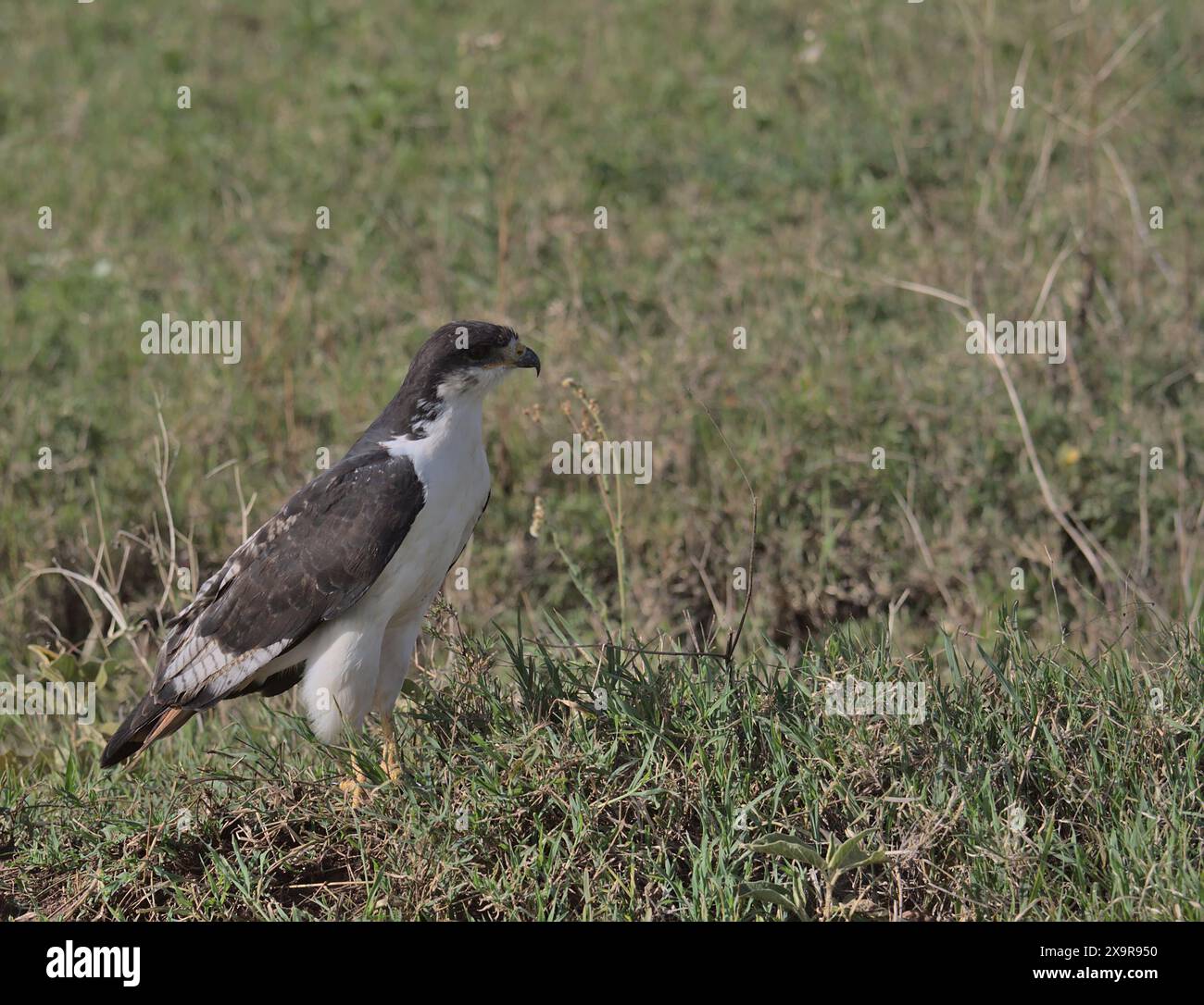 side view of augur buzzard standing alert and watching for prey on the ...