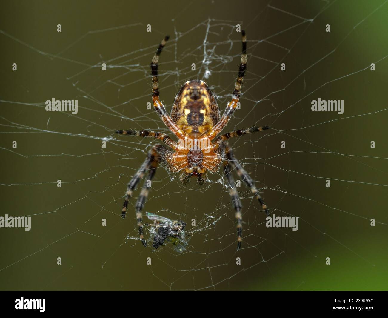 underside of a pretty subadult cross orb weaver spider (Araneus ...
