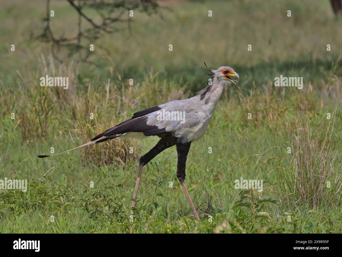 side view of secretary bird hunting for prey in the wild savannah of ...