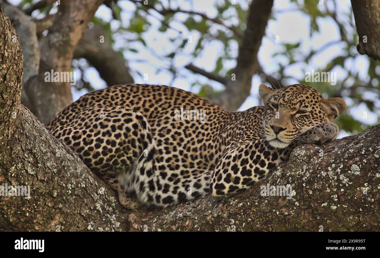 beautiful leopard sleeping peacefully in a tree branch in the wild serengeti national park ...