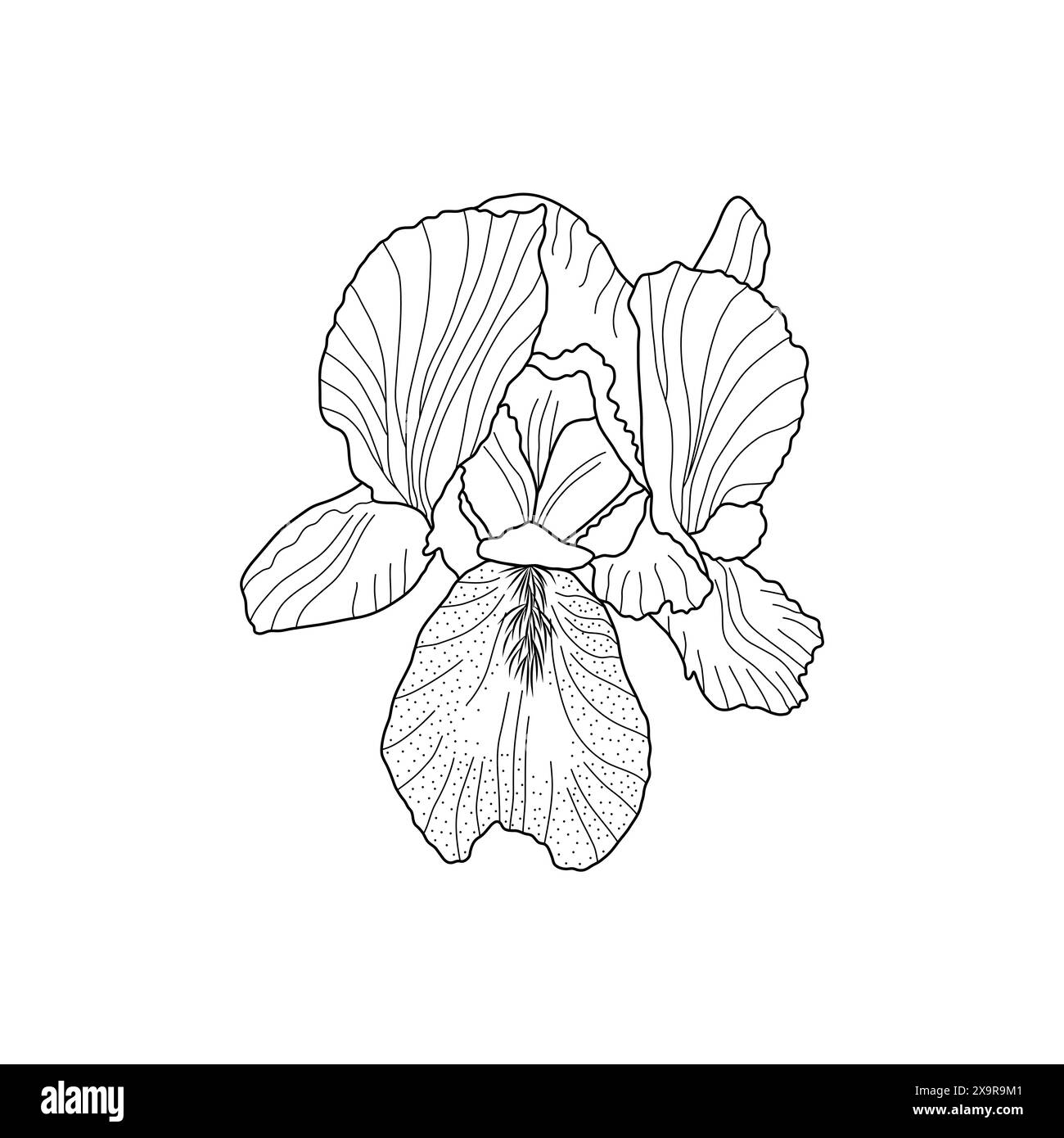 Iris germanica garden flower, flowerhead outline hand drawn vector ...