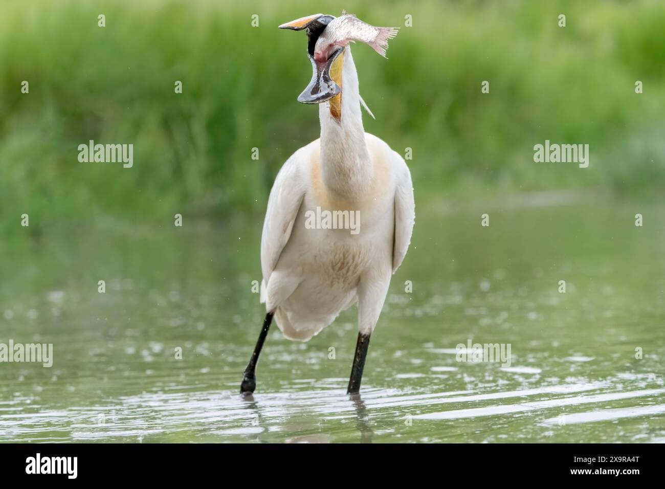 Eurasian Spoonbill, Platalea leucorodia, single adult swallowing a fish ...