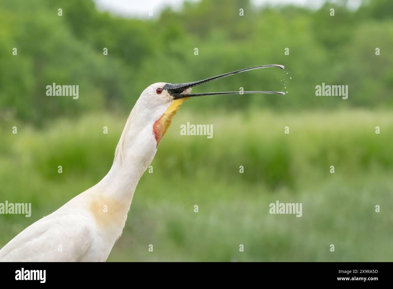 Eurasian Spoonbill, Platalea leucorodia, close up of a single adult ...