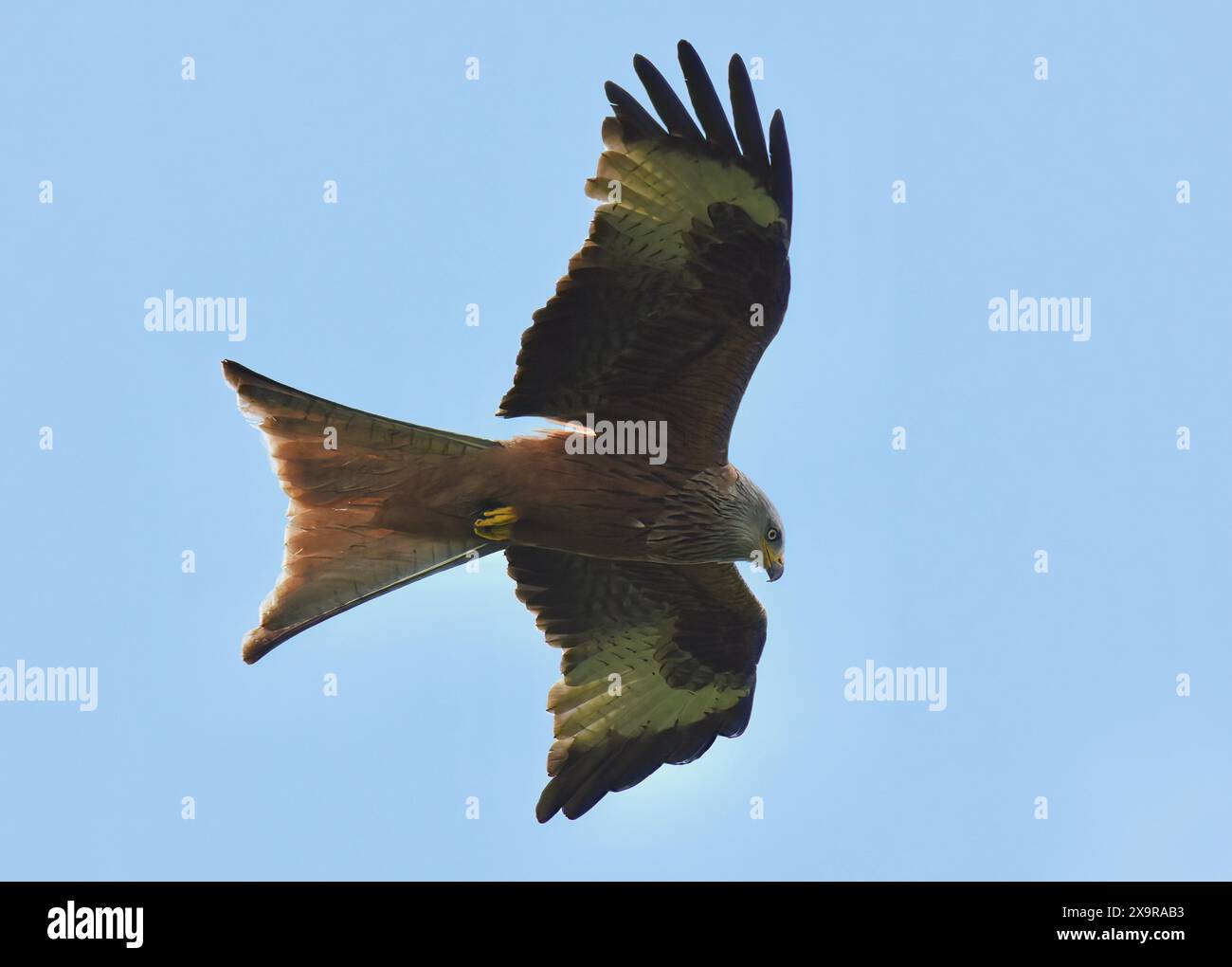 Red Kite (Milvus milvus) in flight, College Lake Nature Reserve ...