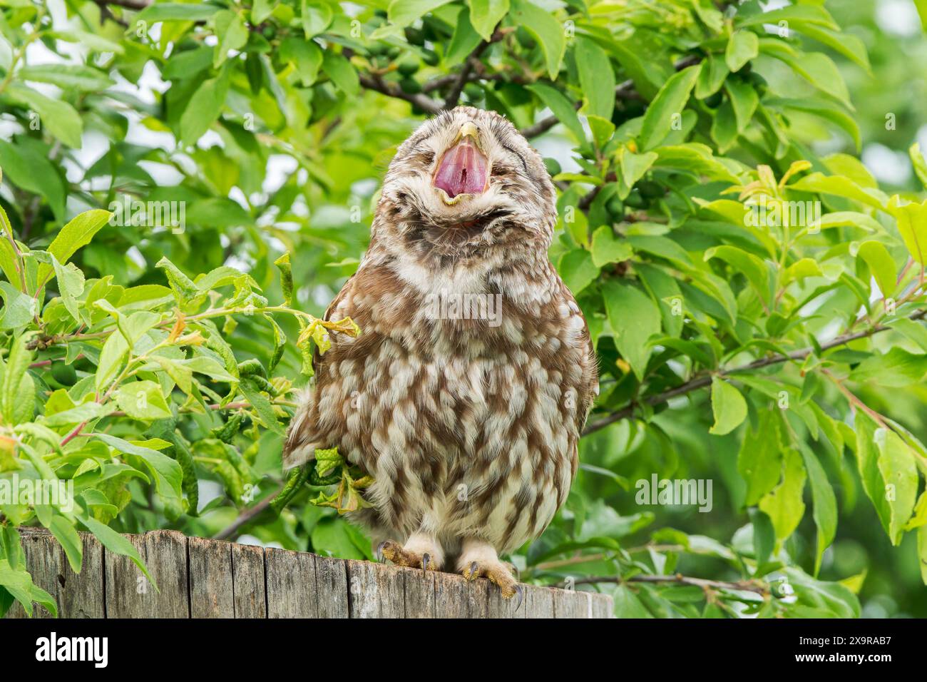 Little Owl, Athene noctua, single adult yawning while perched on post ...