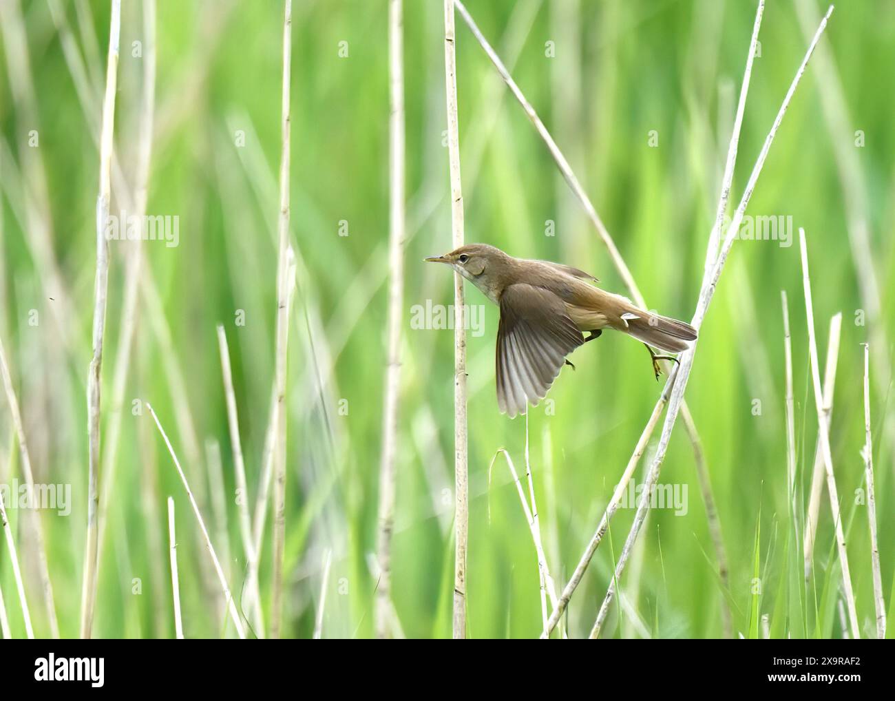 Eurasian Reed Warbler (Acrocephalus scirpaceus) in flight from take-off ...