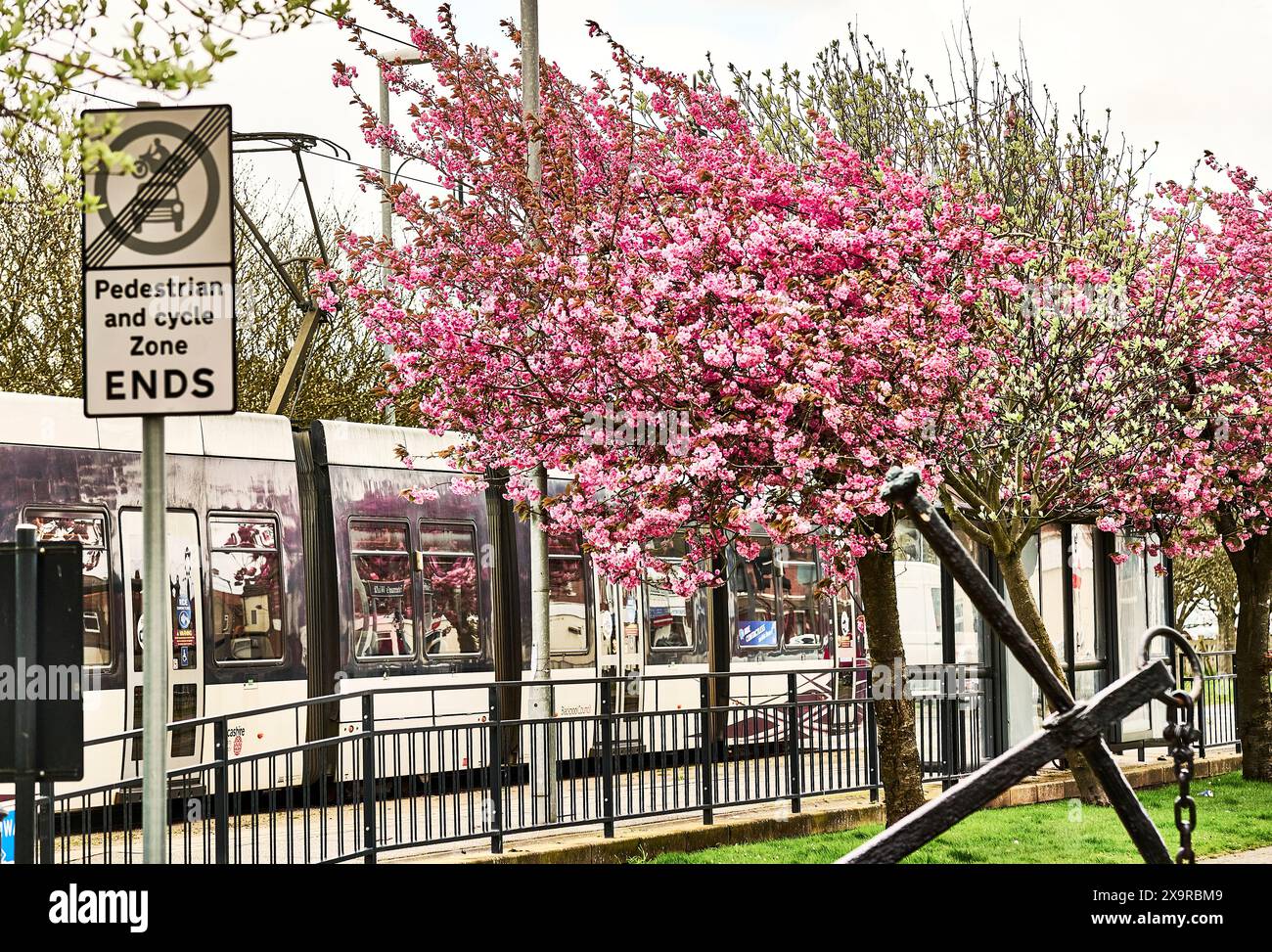 Tram and cherry blossoms in early springtime at Fisherman's Walk ...