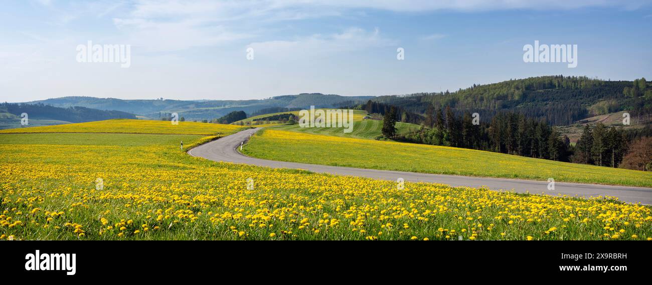 spring countryside of german sauerland with blooming fields of ...