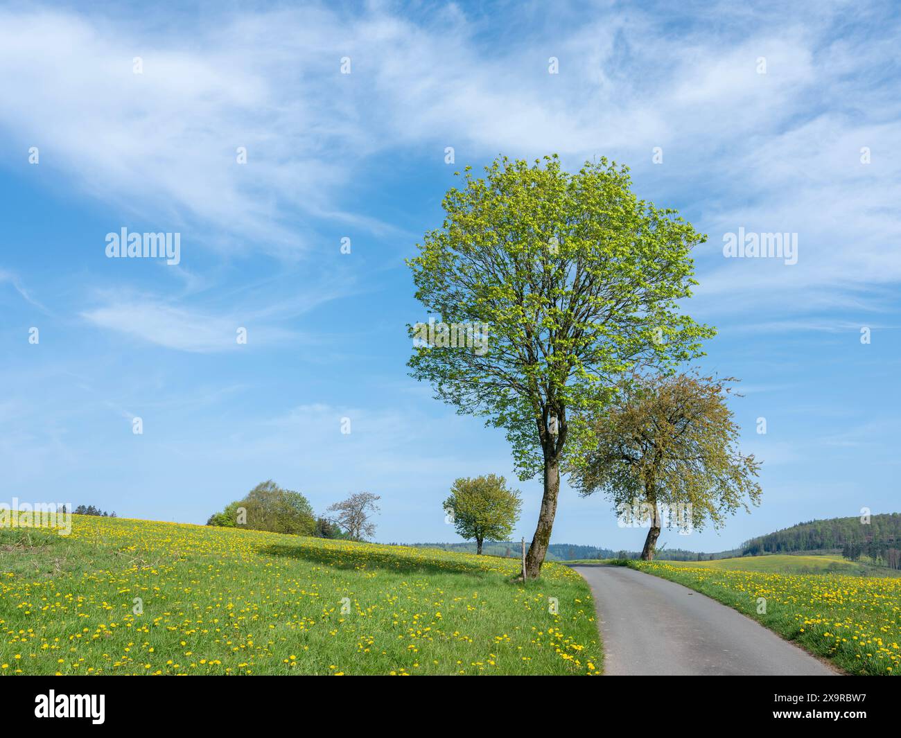 spring countryside of german sauerland with blooming fields of ...