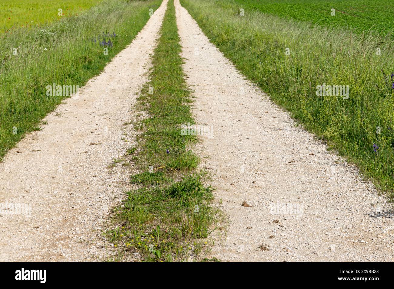 Straight gravel field path in Germany Stock Photo - Alamy