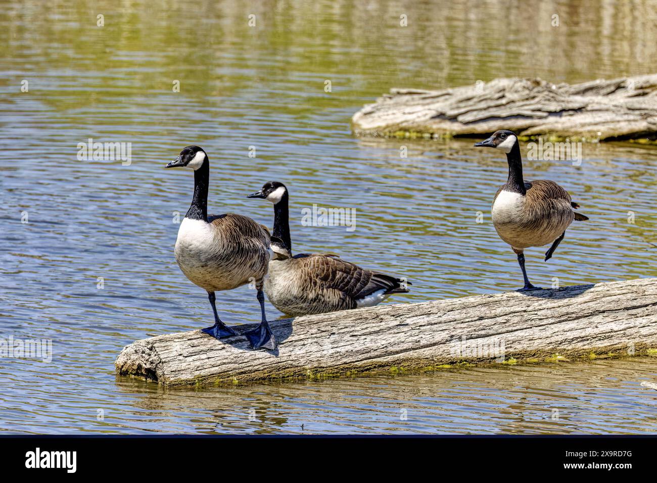 Canadian geese (Branta canadensis Stock Photo - Alamy