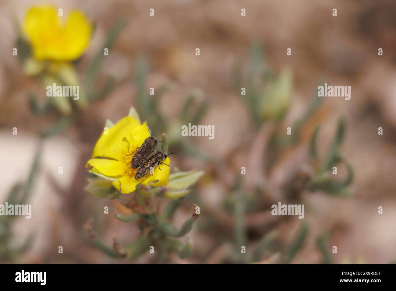 Two Acmaeodera cisti beetles feeding on yellow flower of rosemary ...