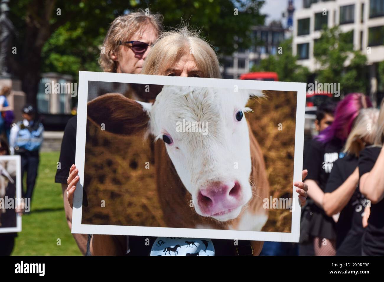 London, UK. 02nd June, 2024. A protester holds a picture of a cow ...