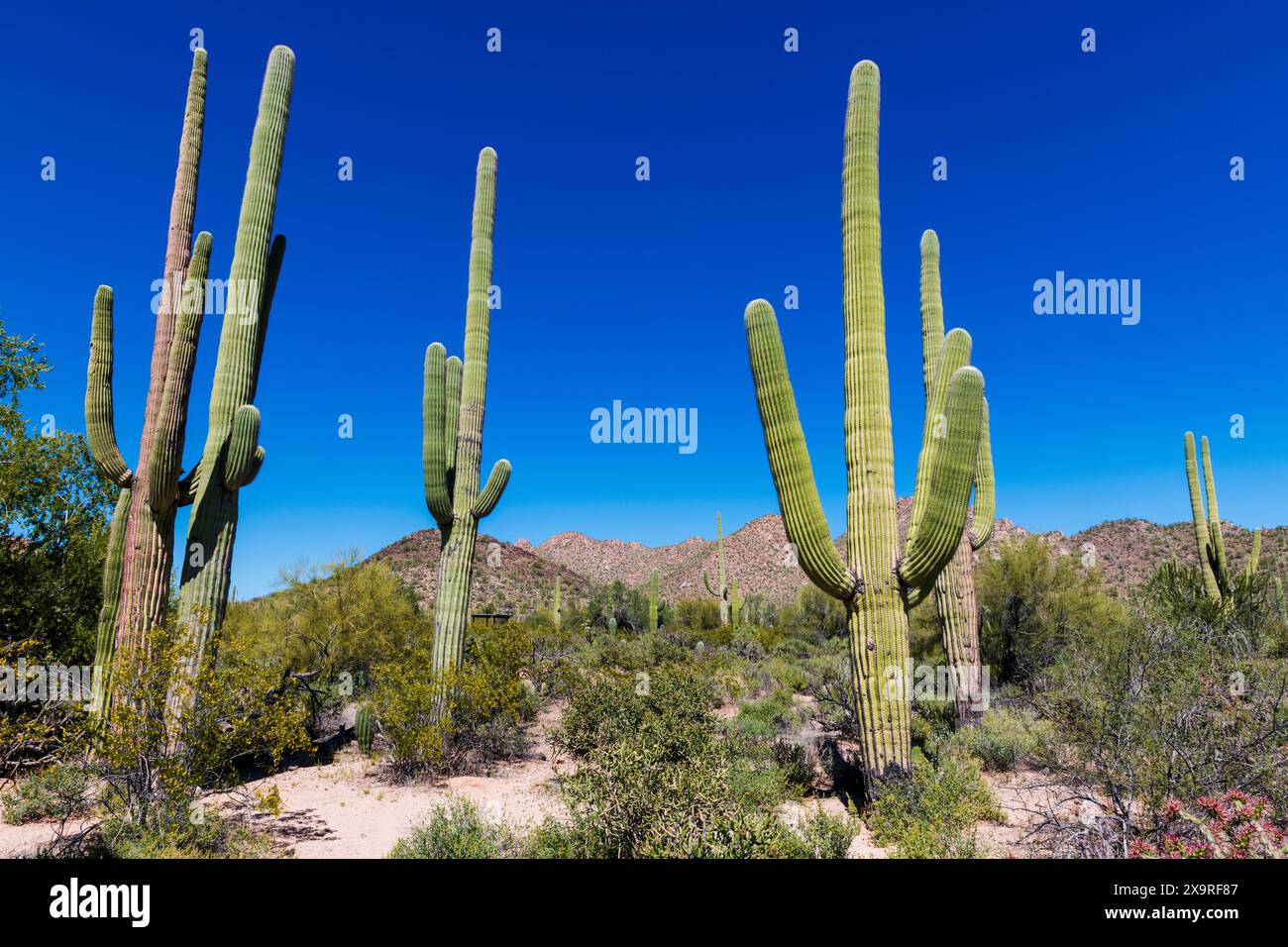Giant cactus in Saguaro national park near Tucson Stock Photo - Alamy