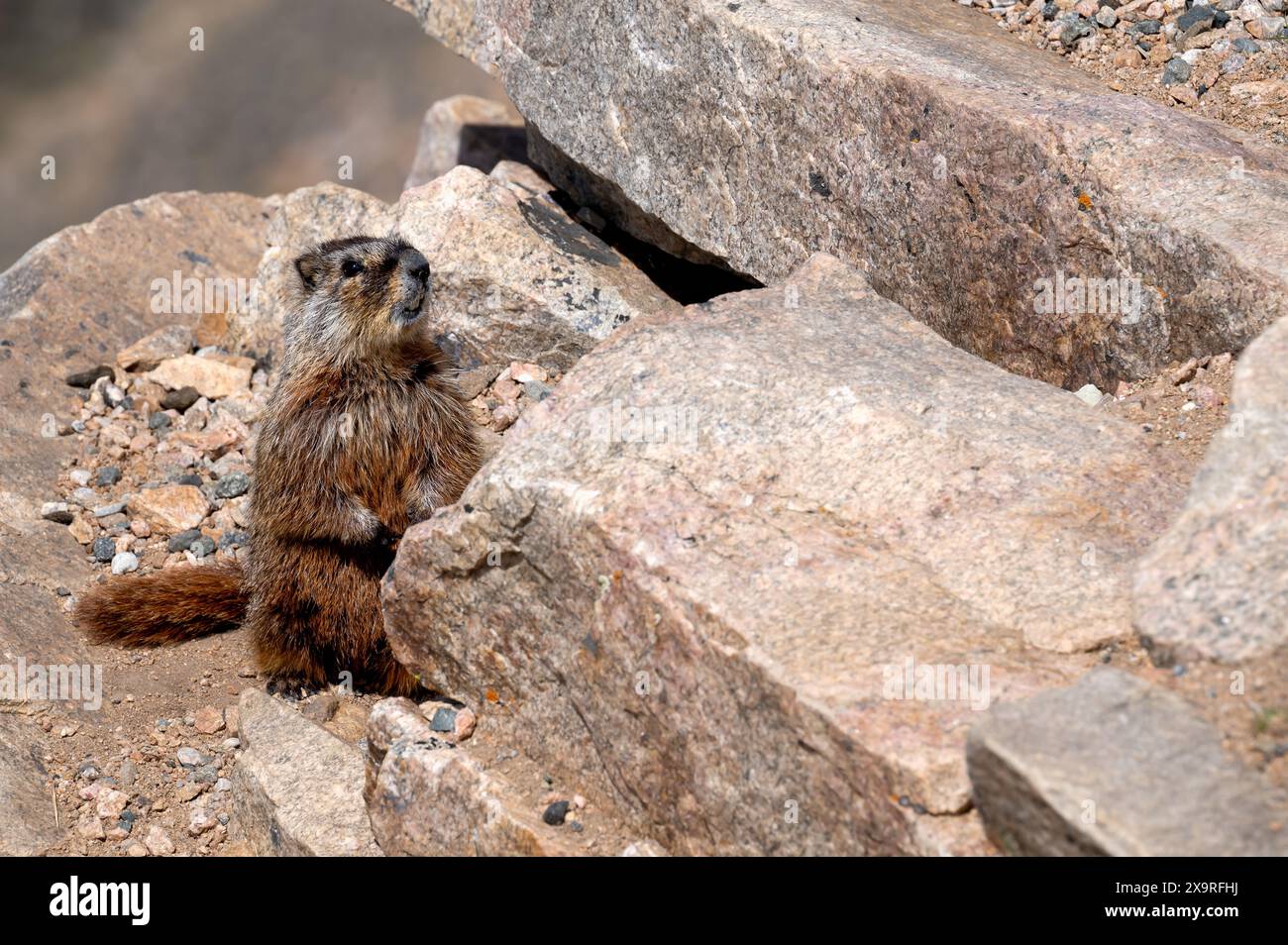 Yellow bellied marmot portrait hi-res stock photography and images - Alamy