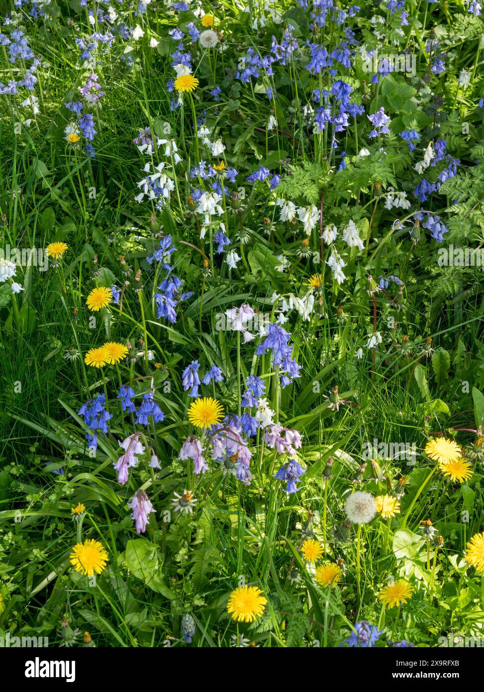 Colourful, pretty, wildflowers with white and blue bluebells ...
