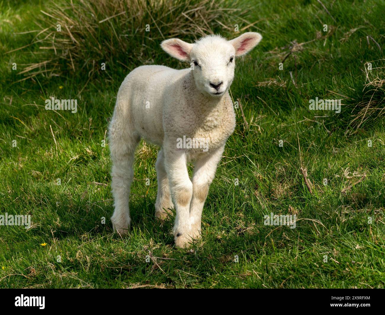 One newborn white lamb standing in green grass field in Spring ...