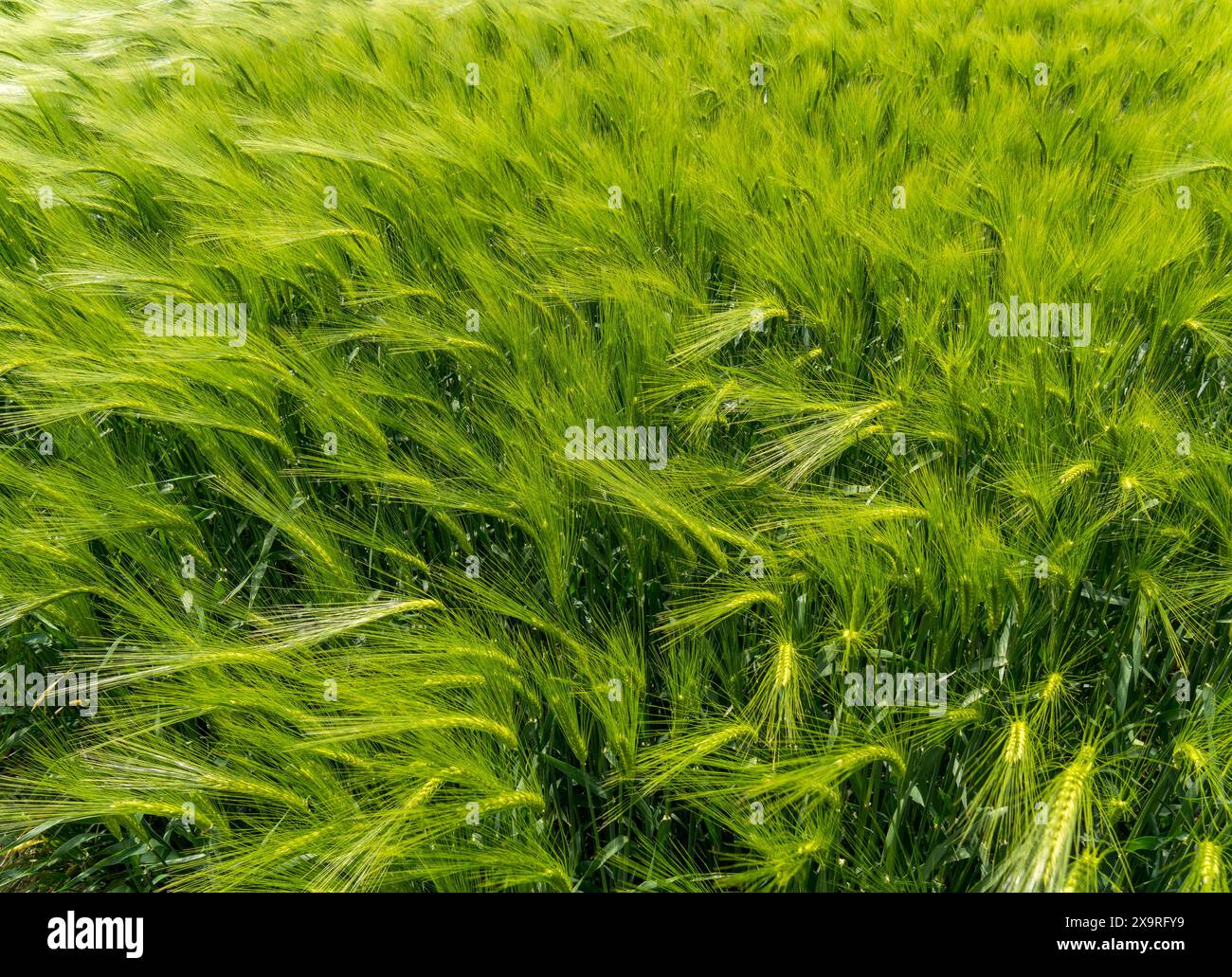 Ripening Barley crop (Hordeum vulgare) growing in farm field ...
