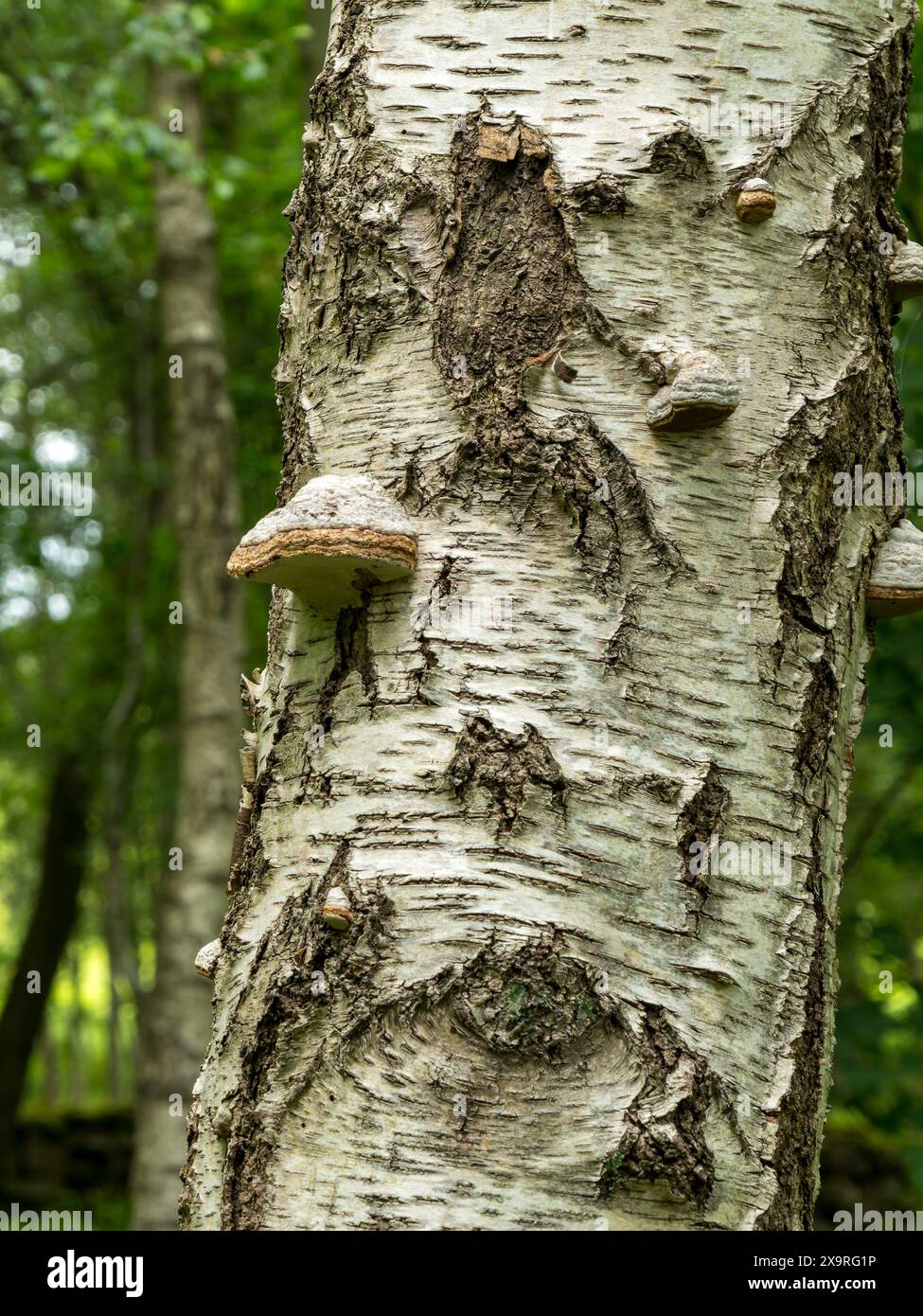 Hoof fungus (Fomes fomentarius) growing on dead silver birch (Betula ...