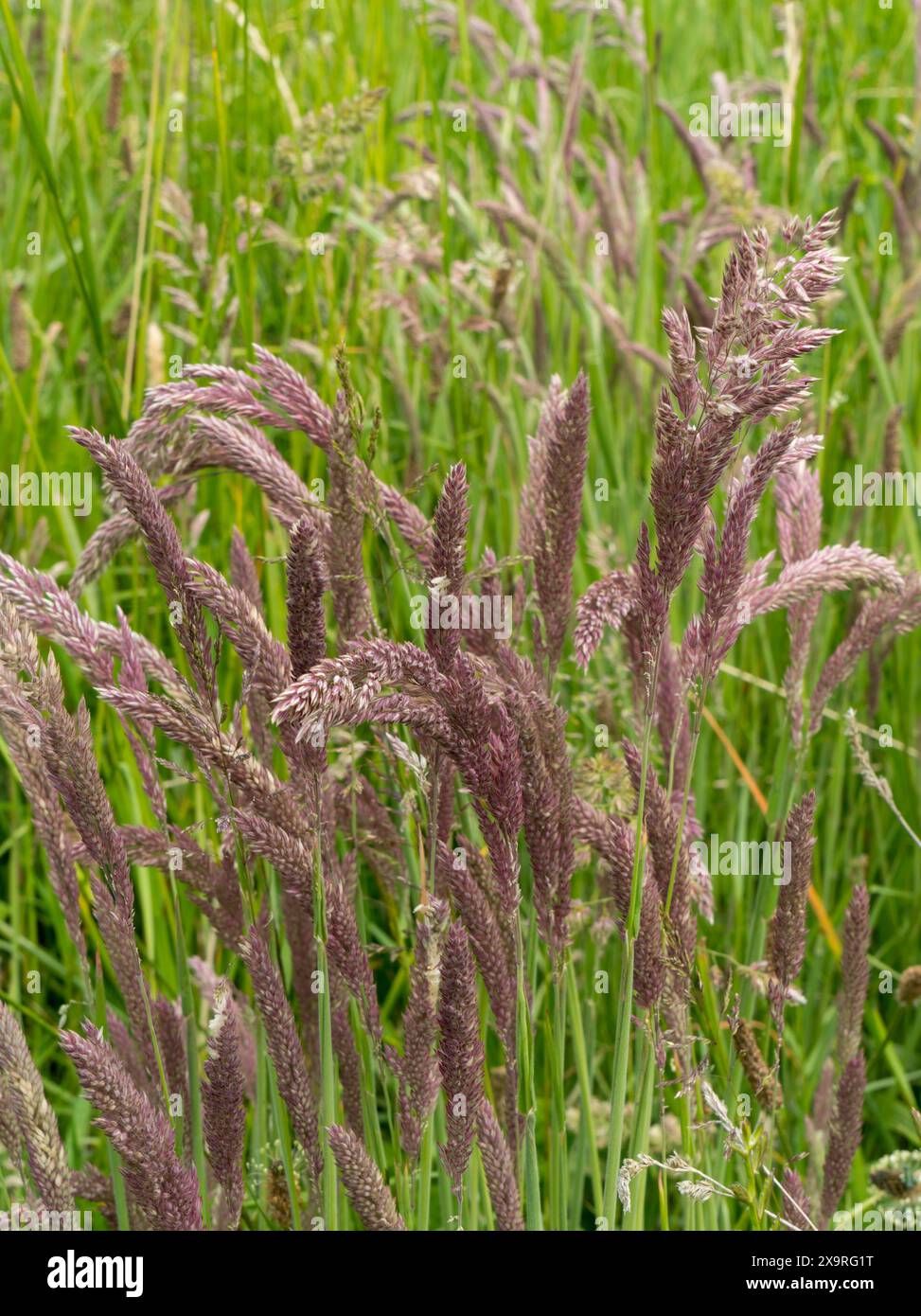 Tall green stems of Yorkshire Fog Grass (Holcus lanatus) with purple ...