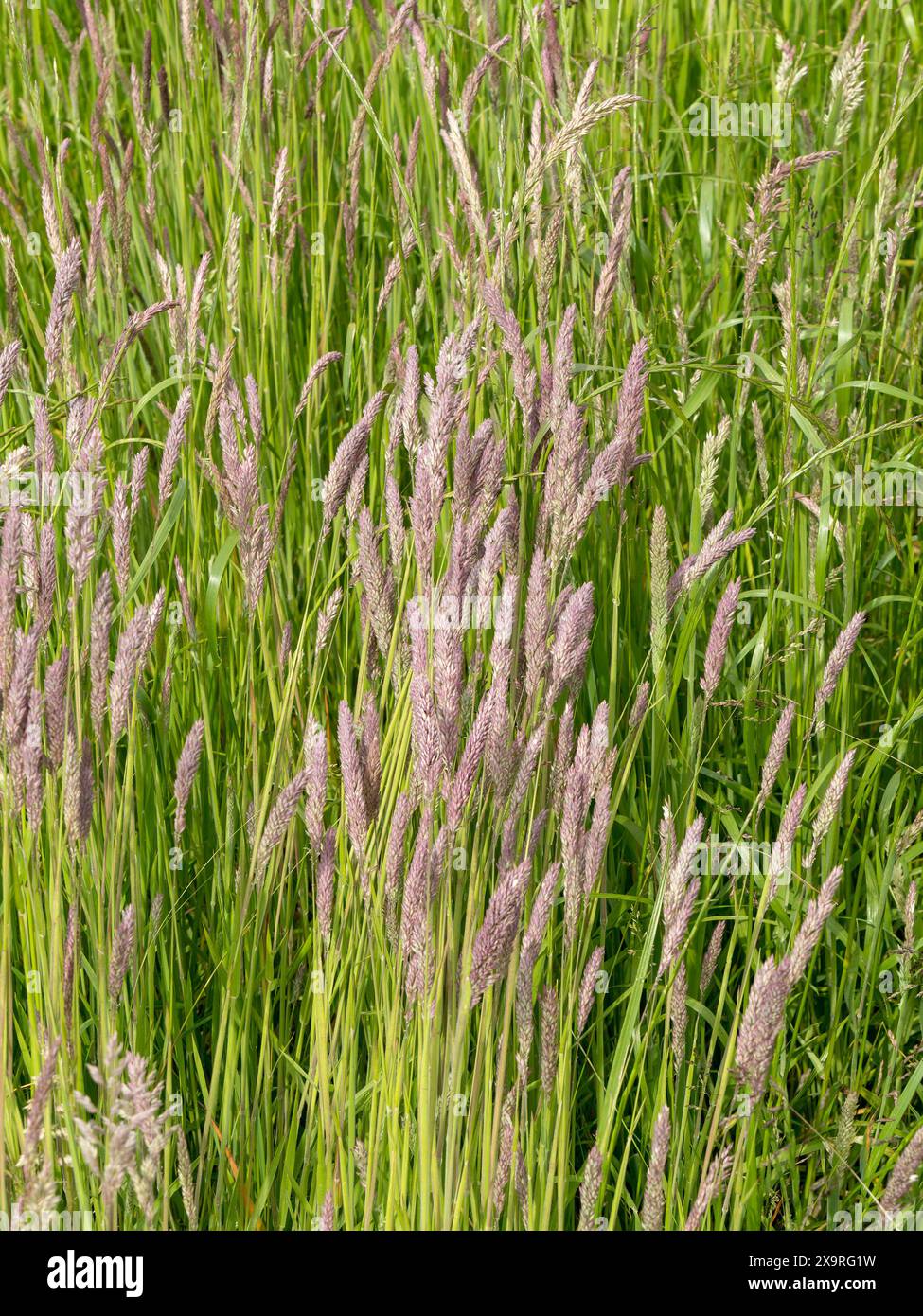 Tall green stems of Yorkshire Fog Grass (Holcus lanatus) with purple ...