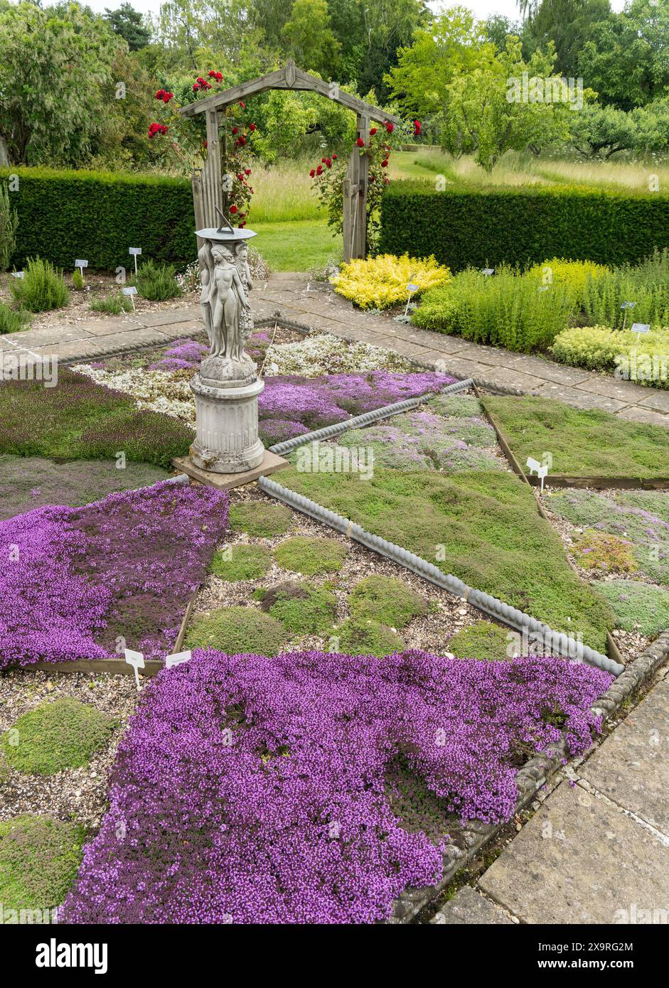 Formal herb garden of Thyme plants, The Herb Nursery, Thistleton ...