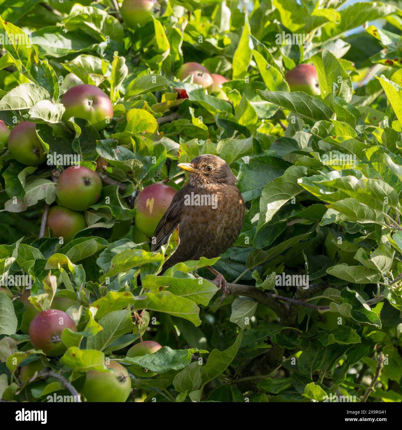 Female Blackbird (Turdus merula) sitting amongst apples in an apple ...