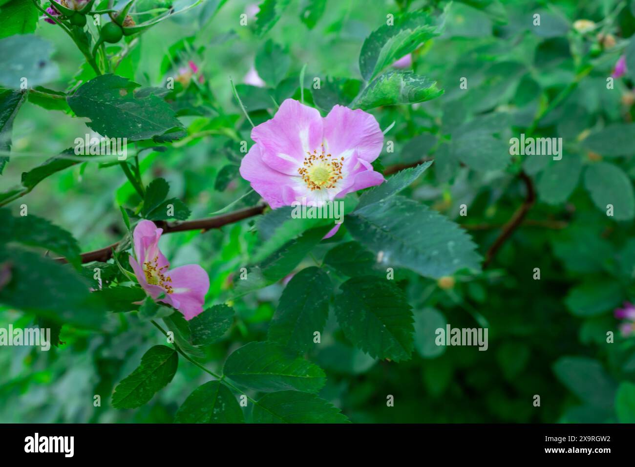 The beauty of a wild rose Stock Photo - Alamy