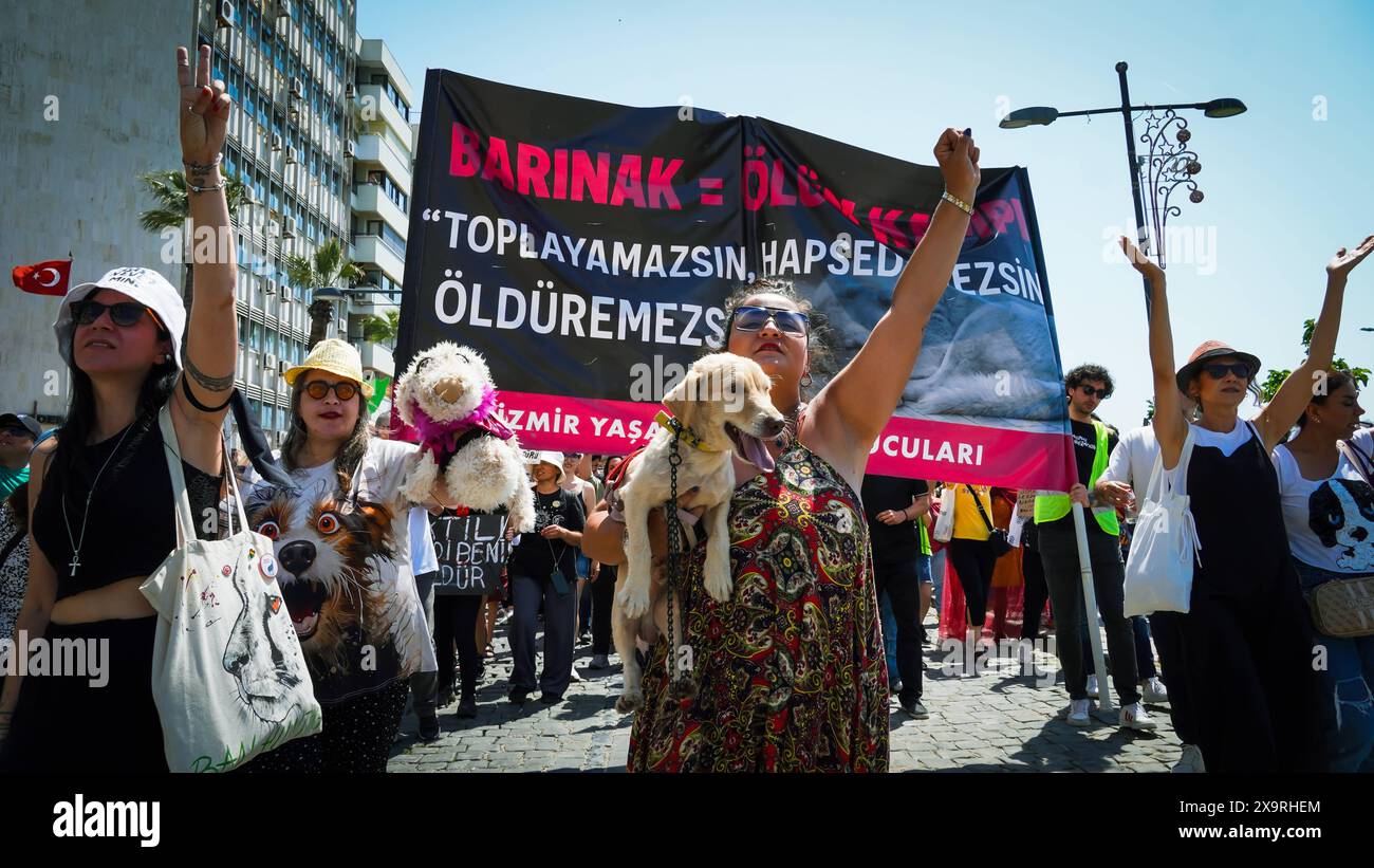 Animal rights activists held a rally across Turkey Animal rights ...