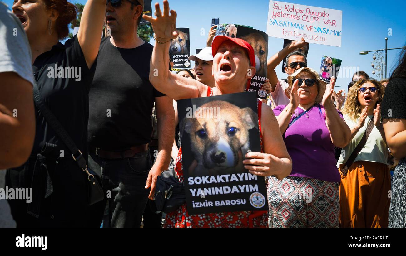 Animal rights activists held a rally across Turkey Animal rights ...