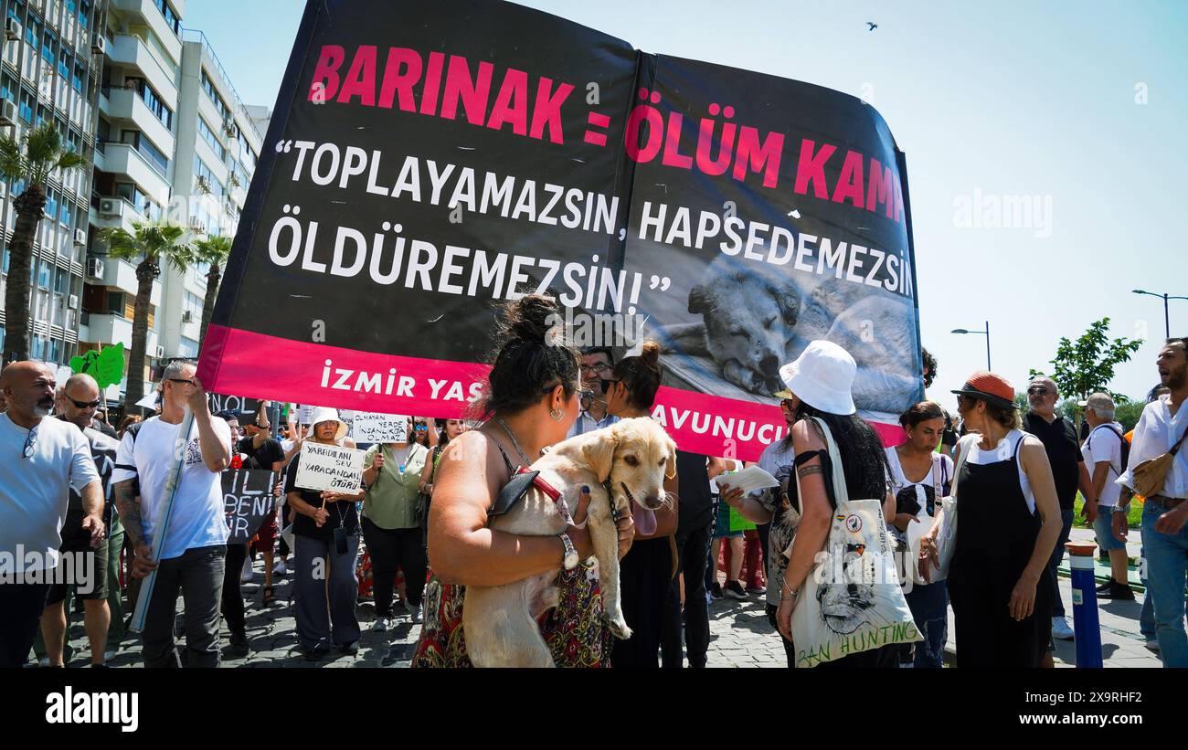 Animal rights activists held a rally across Turkey Animal rights ...