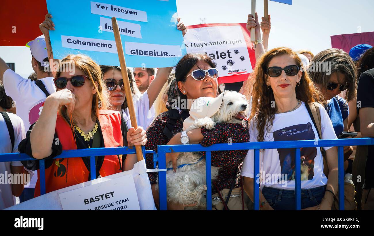 Animal rights activists held a rally across Turkey Animal rights ...