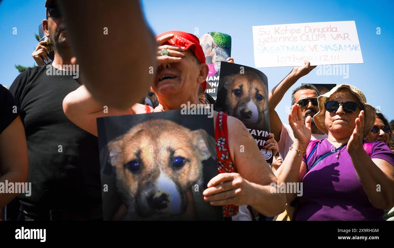 Animal rights activists held a rally across Turkey Animal rights ...