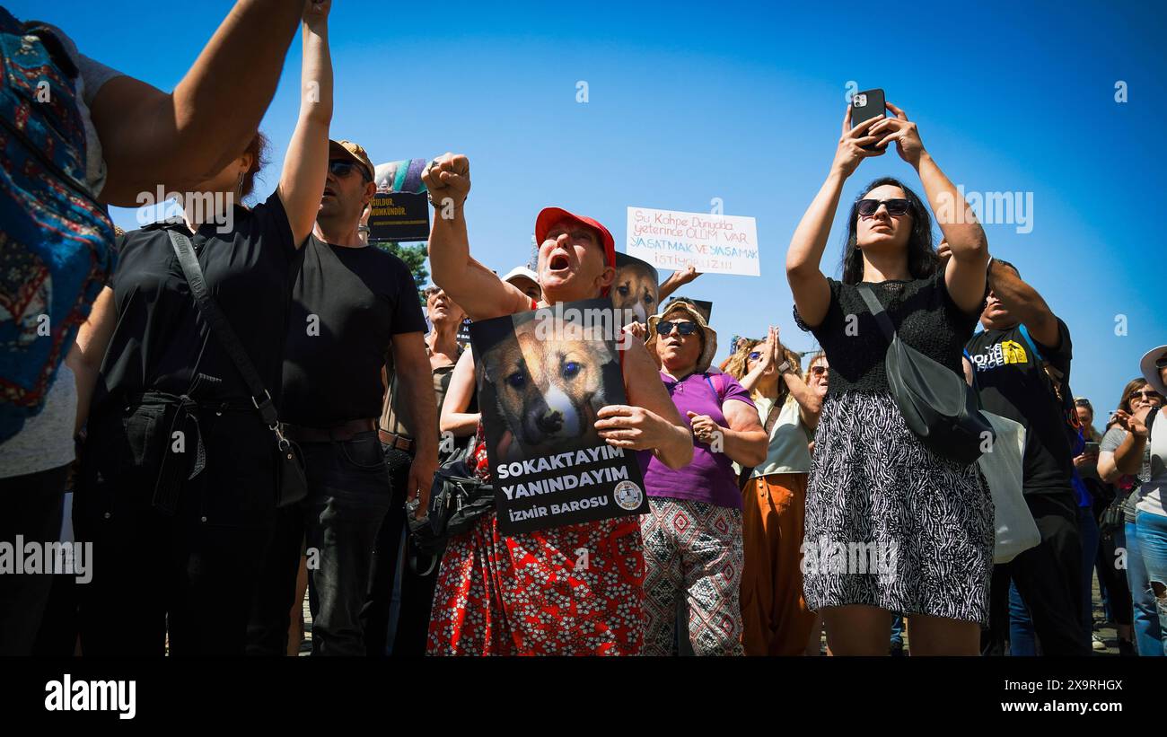 Animal rights activists held a rally across Turkey Animal rights ...