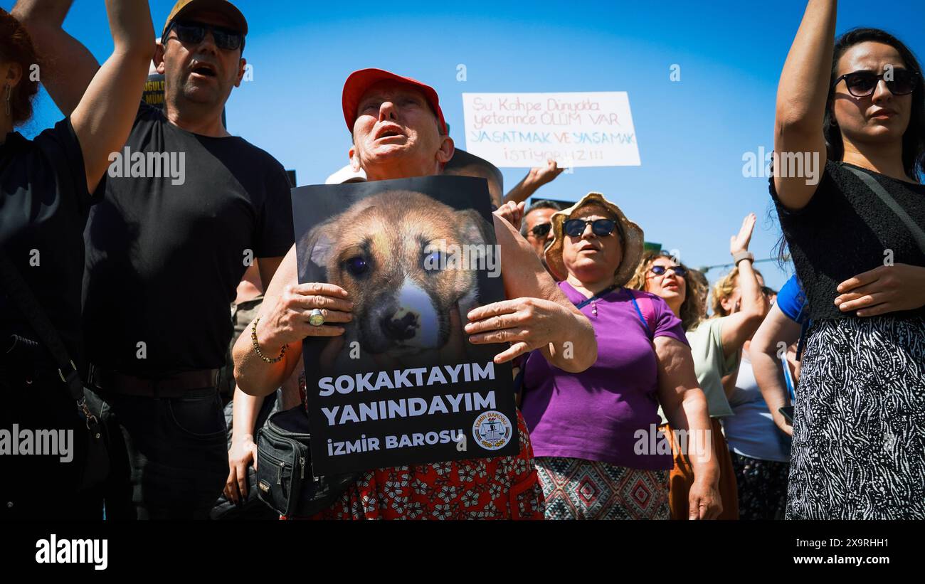 Animal rights activists held a rally across Turkey Animal rights ...