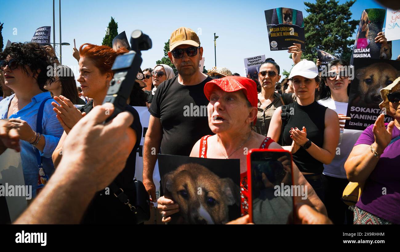 Animal rights activists held a rally across Turkey Animal rights ...