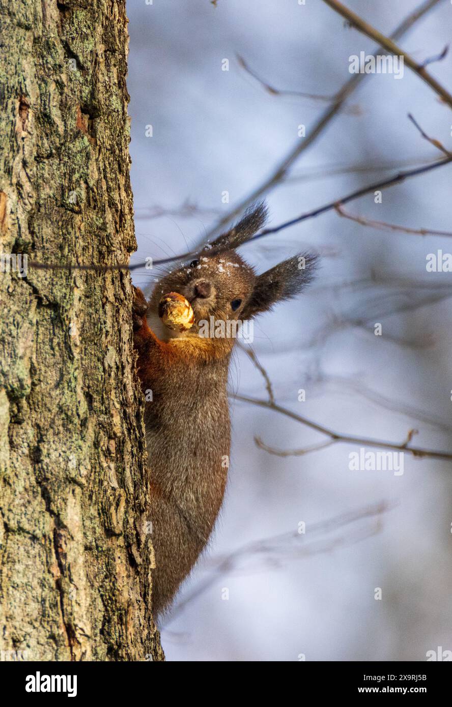 Eurasian Red Squirrel(Sciurus vulgaris) sitting on oak tree in early ...