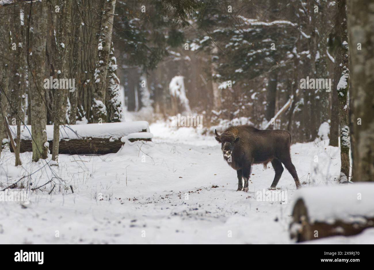 Free ranging European Bison male calf in wintertime forest, Bialowieza ...