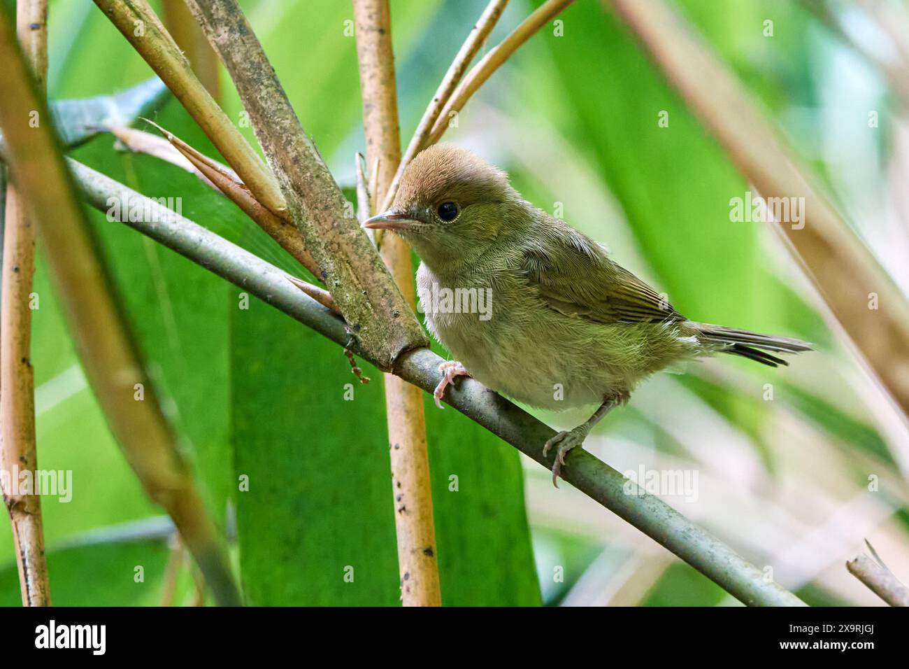 Eurasian blackcap juvenile bird close-up (Sylvia atricapilla Stock ...
