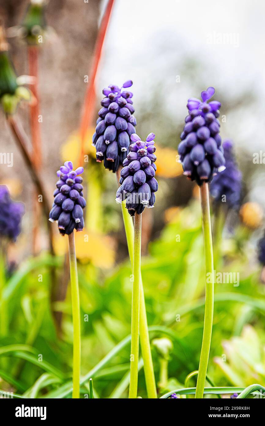 Muscari flower blooming in hi-res stock photography and images - Alamy