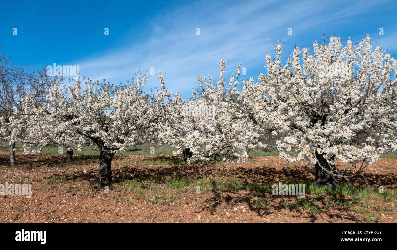 blooming almond trees in Spain Stock Photo - Alamy