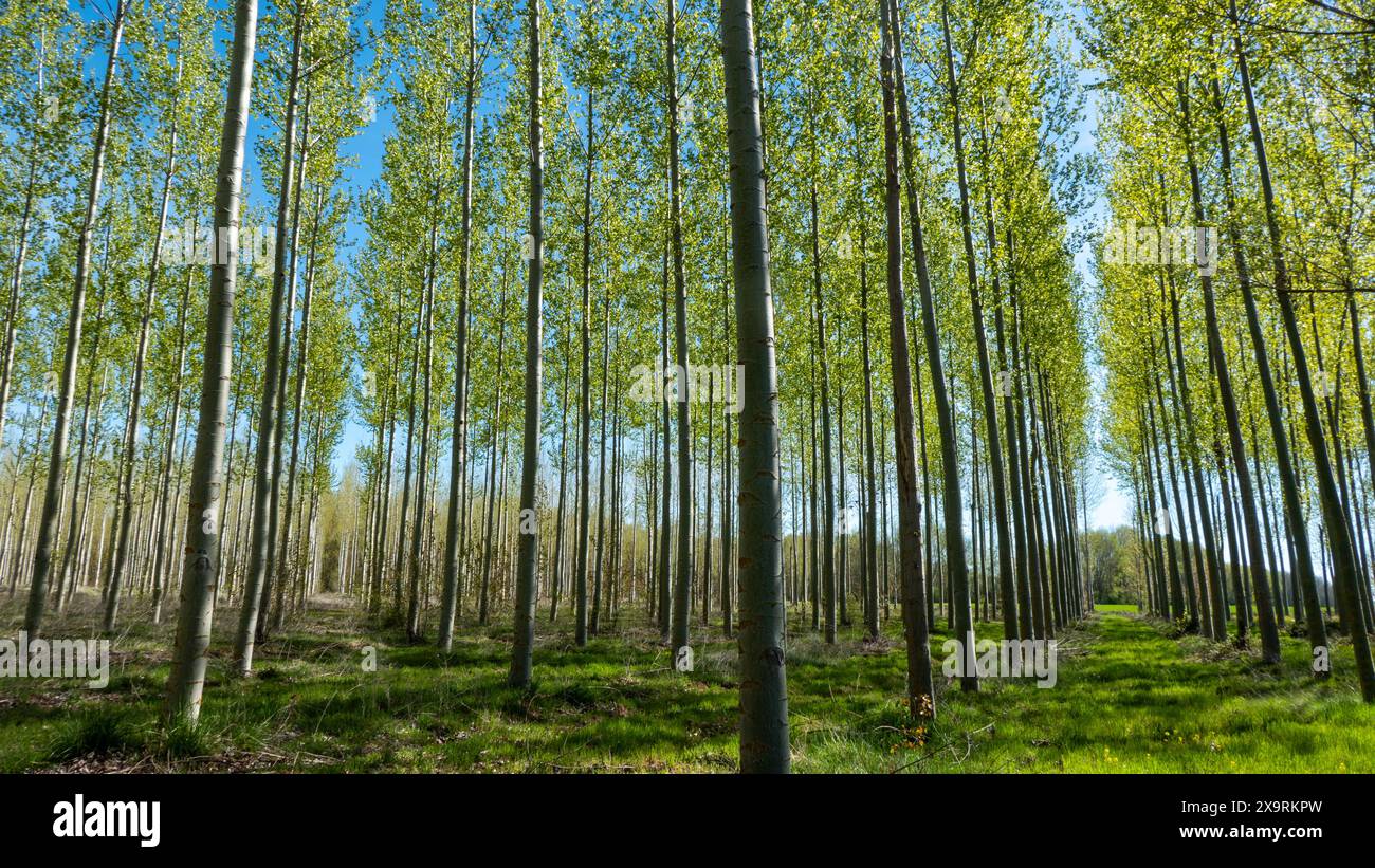 poplar trees in Spain Stock Photo - Alamy