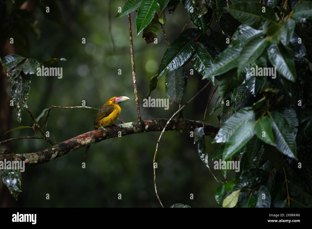 A Saffron Toucanet (Pteroglossus bailoni) from the Atlantic Rainforest ...