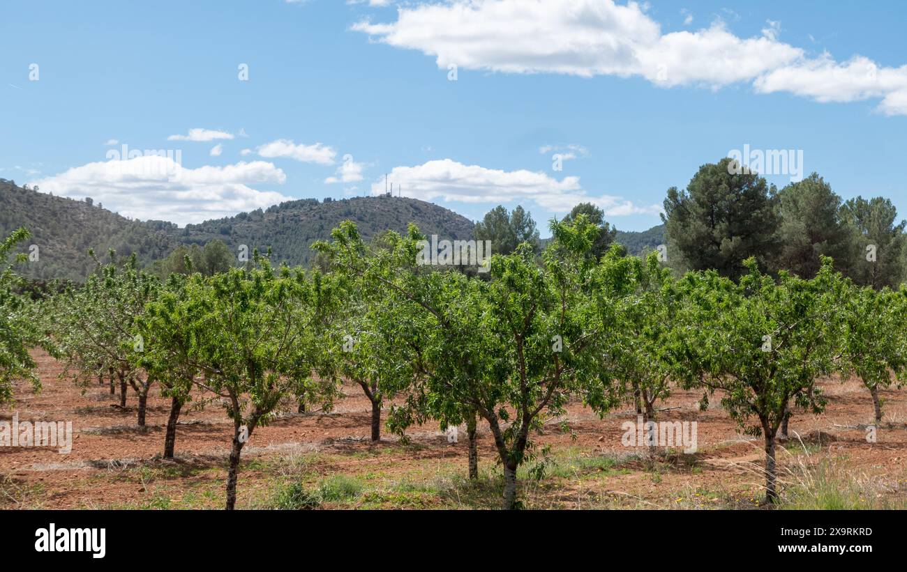 almond trees at farmland in Spain Stock Photo - Alamy