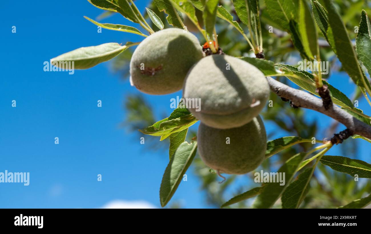 Almond tree spain hi-res stock photography and images - Alamy