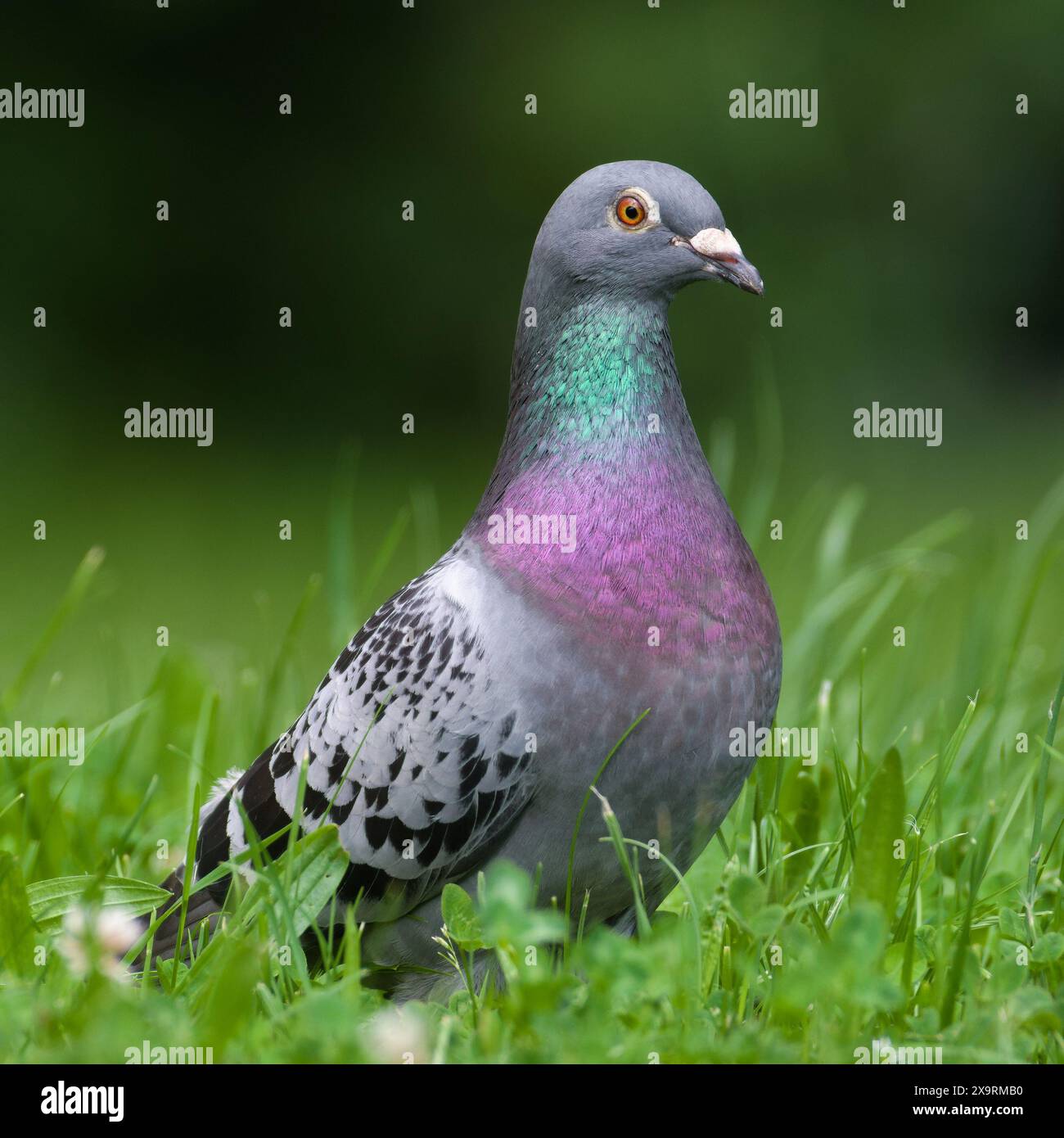 Columba livia aka pigeon hi-res stock photography and images - Alamy