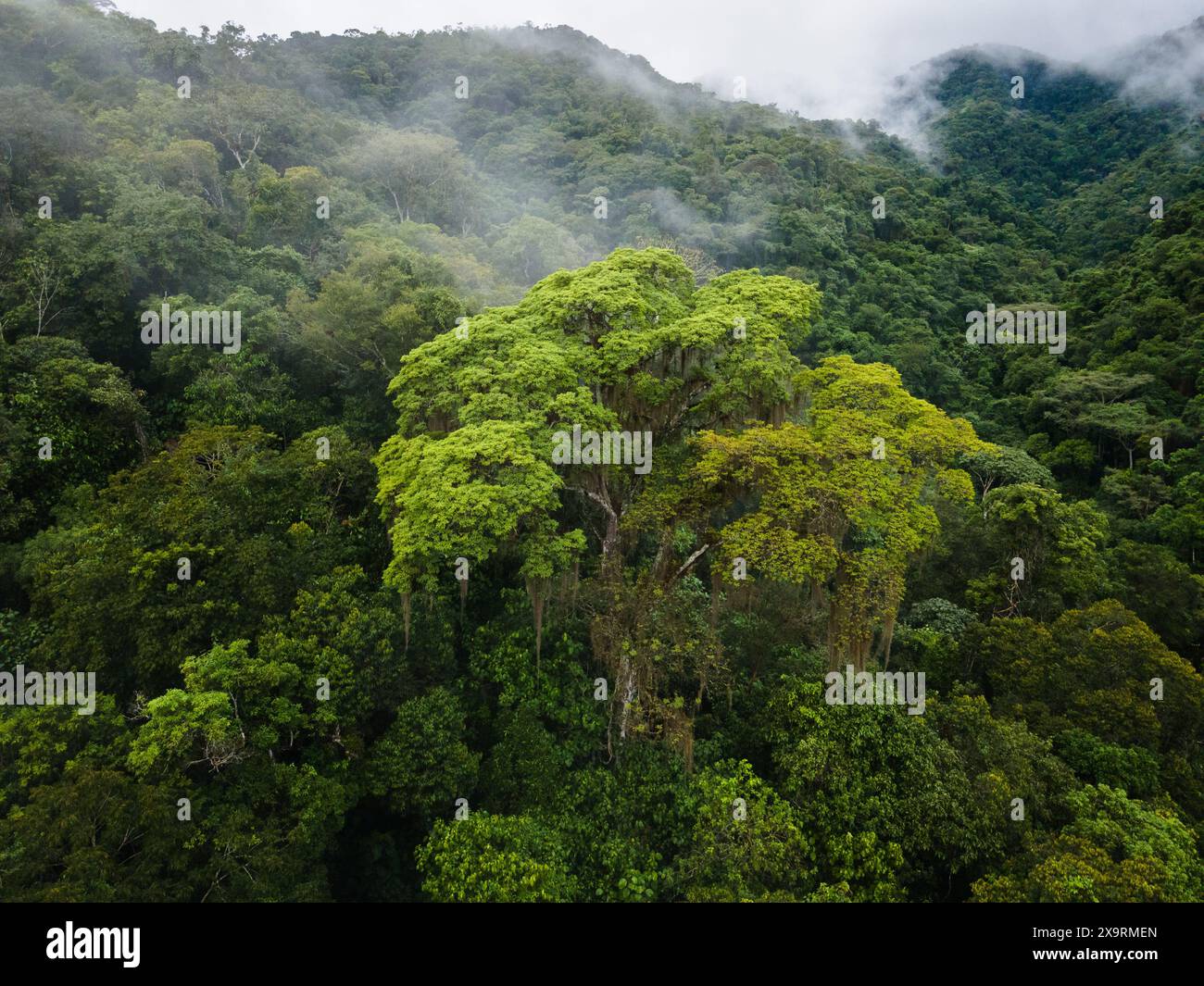 A big tree at the Atlantic Rainforest of SE Brazil near Parque Estadual Caverna do Diabo Stock ...