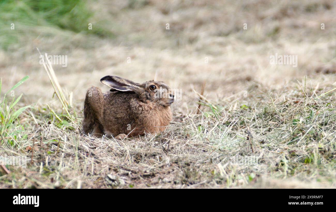 European Brown hare aka Lepus europaeus is resting on the sunny spot in ...