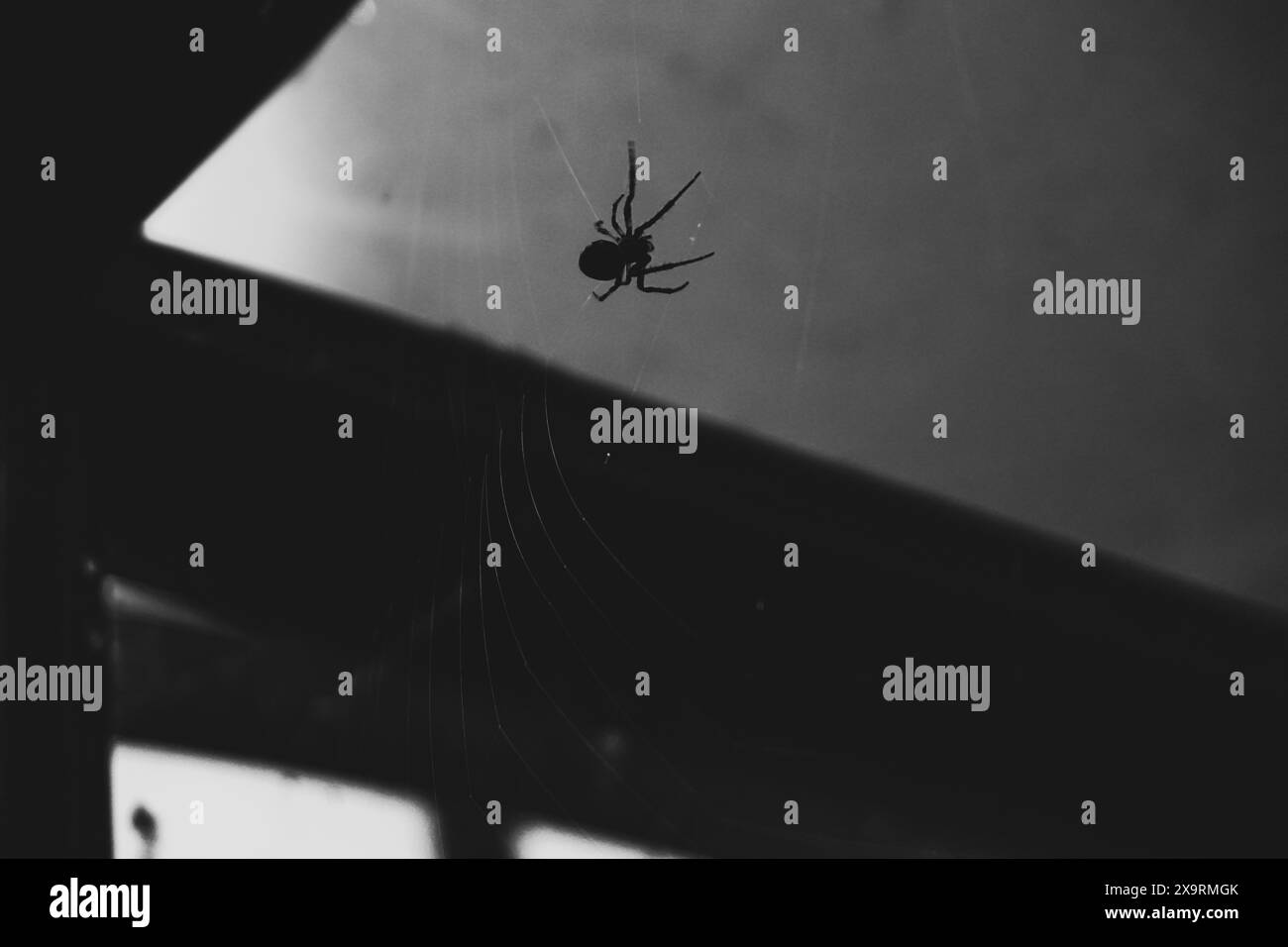 Spider no web Black and White Stock Photos & Images - Alamy