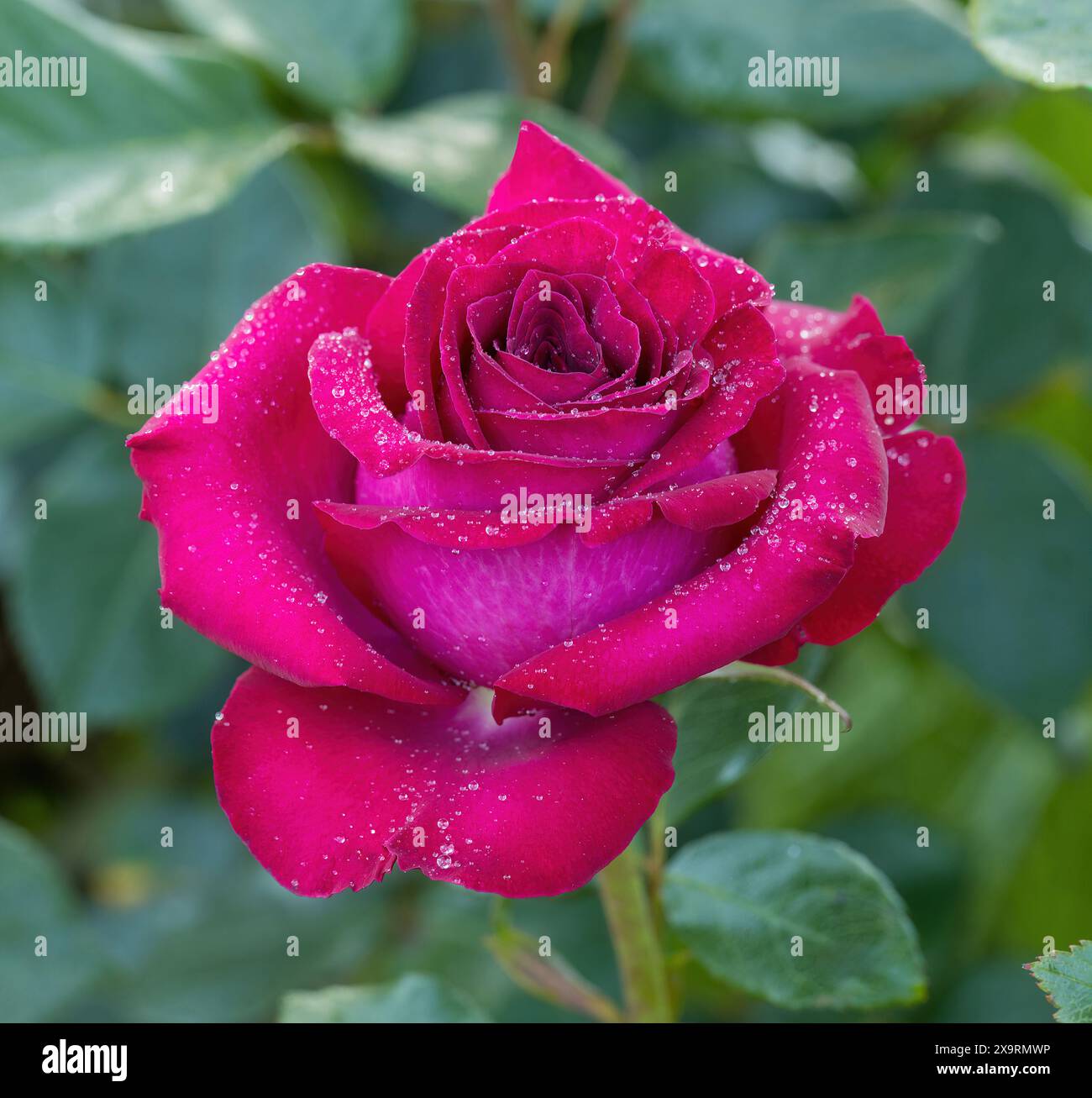 'Stiletto' Hybrid Tea Rose in Bloom. San Jose Municipal Rose Garden ...